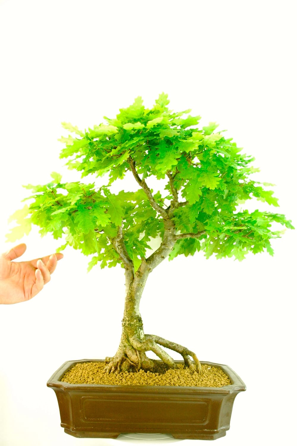 White Oak Bonsai