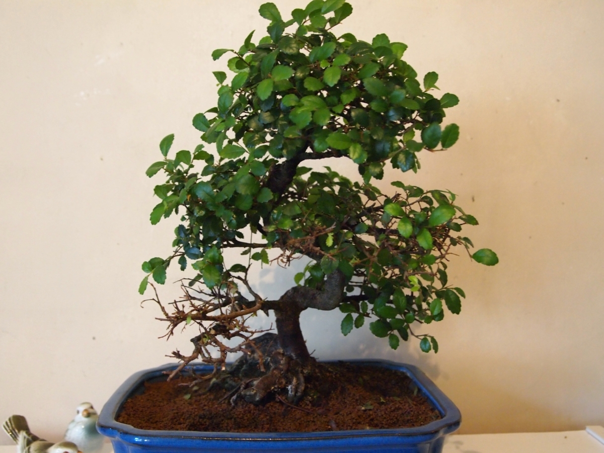 Symptoms of an overwatered bonsai tree. - Bonsai Trees for Sale UK