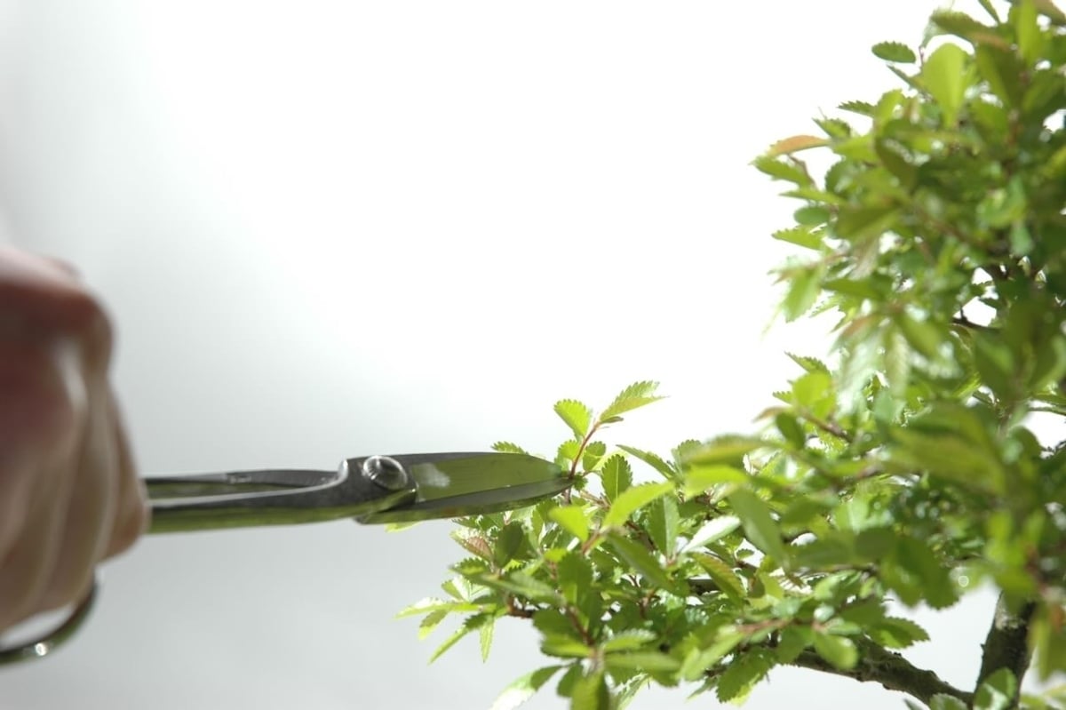 Chinese Elm Bonsai Pruning