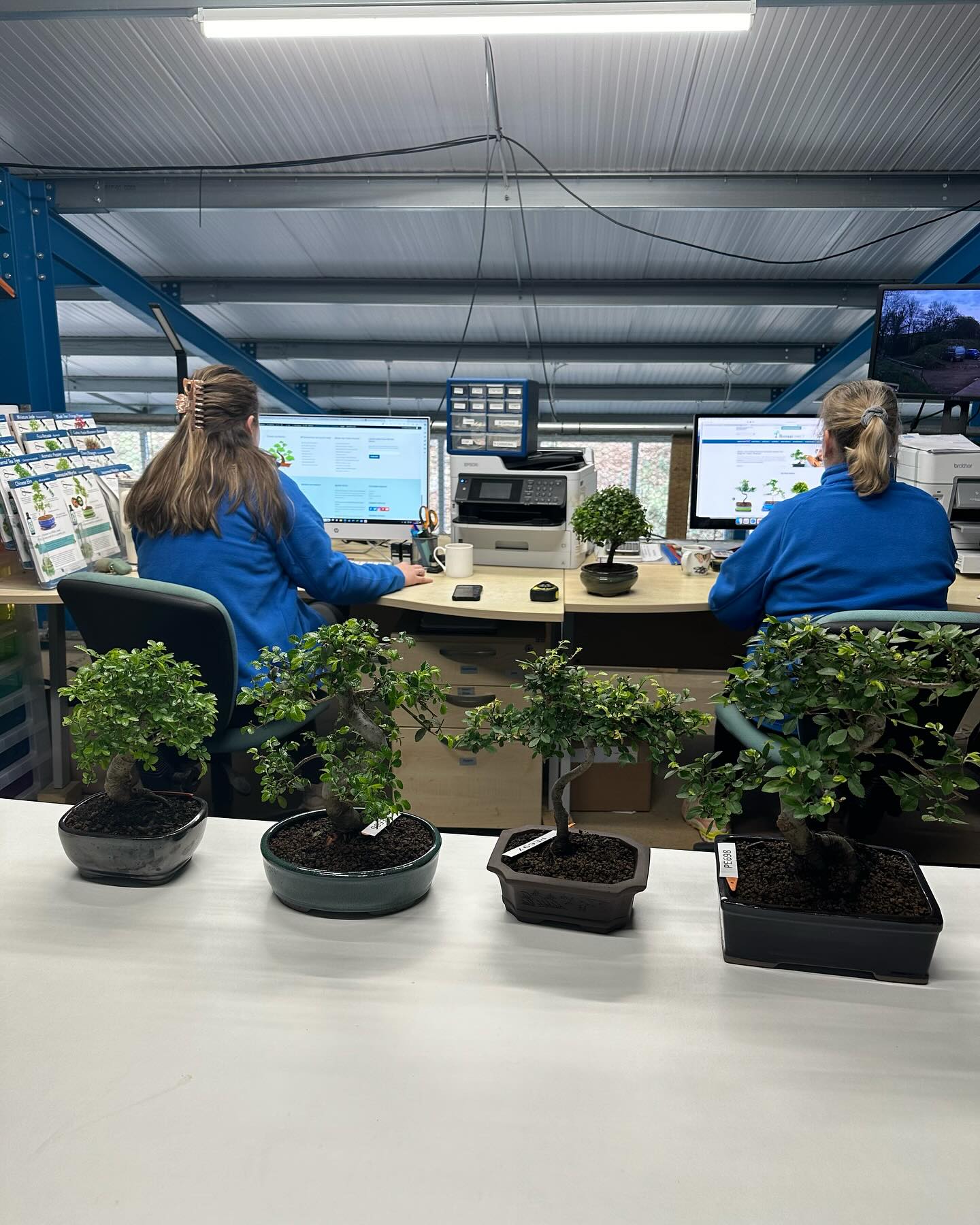 Office Bonsai- Reducing stress and boosting the mood in your space!