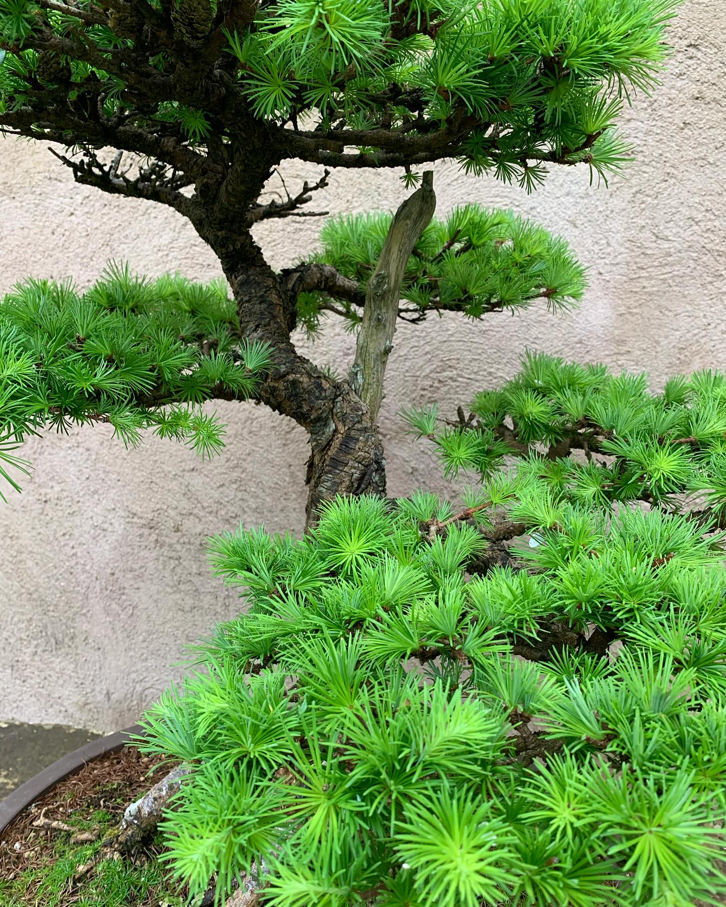 How Do I Prune a Larch (Larix) Outdoor Bonsai Tree? - Bonsai Trees for ...