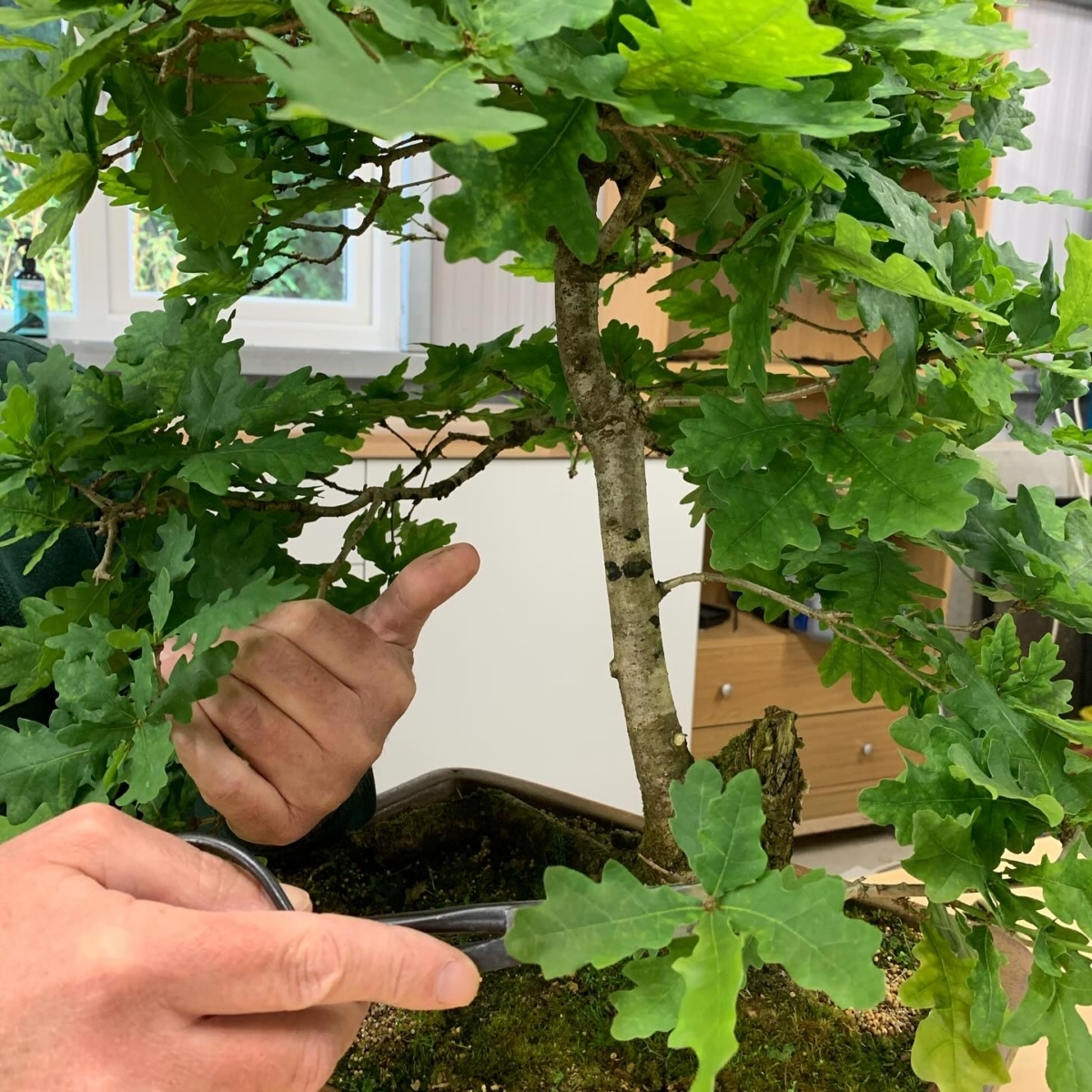 Oak Bonsai - English Oak Bonsai Tree (Quercus robur)