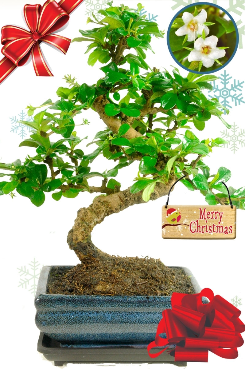 Christmas Plant Gifts | Bonsai Tree Gift Christmas Presents