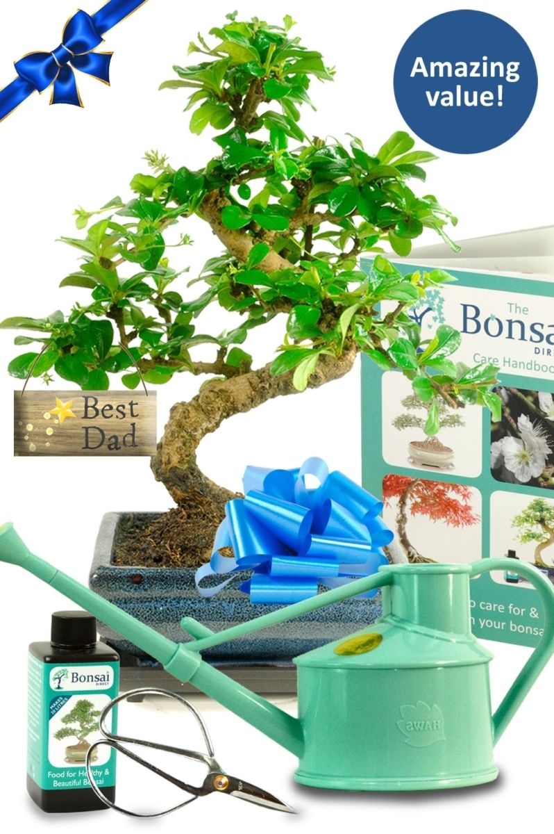 Bonsai Tree Gifts | Bonsai Direct | Free UK Delivery