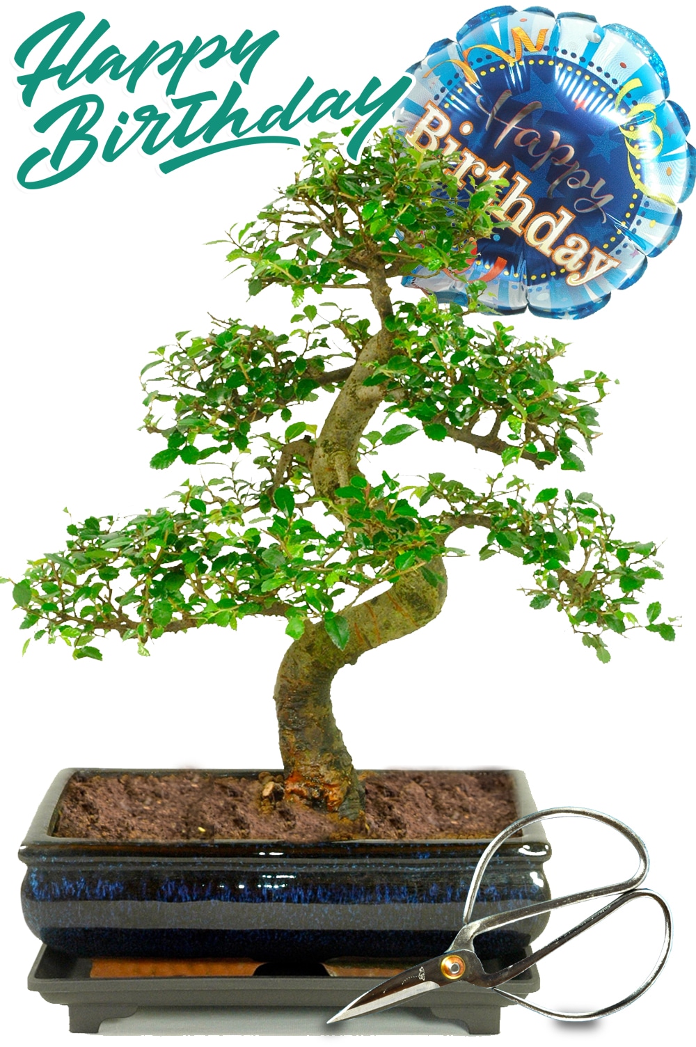 Green Birthday Present | Unique Birthday Gift - Bonsai Tree Kit