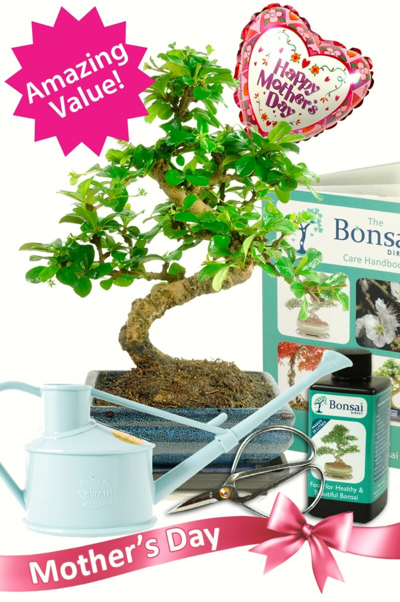 Mother's Day Tree - Outstanding Twisty Flowering Tea Tree Kit