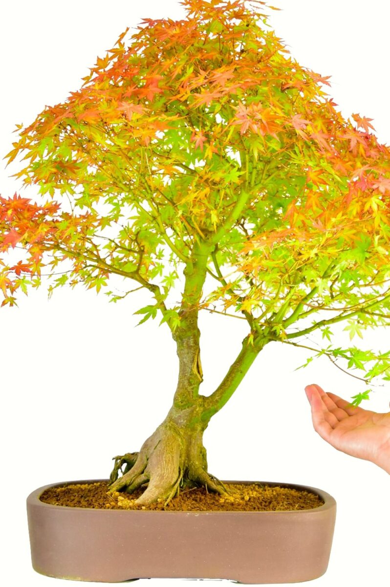Japanese Maple Bonsai (Acer palmatum) ~ 25 years