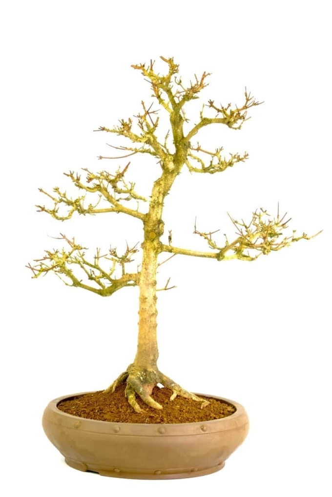 Field Maple Bonsai - Extra Large Specimen