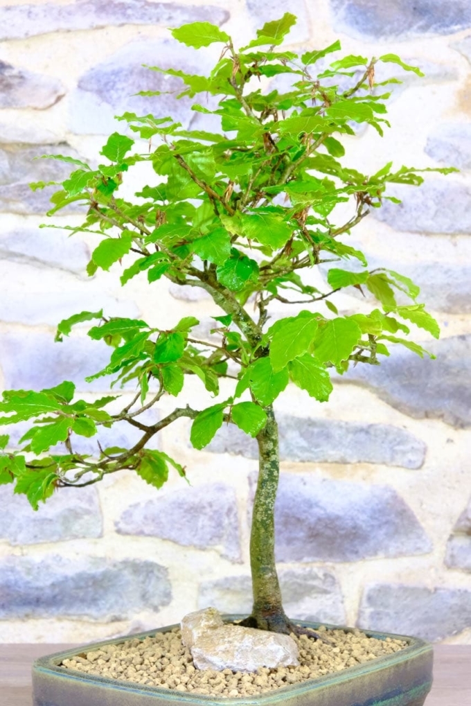 Lovely outdoor beech bonsai (fagus sylvatica) with exquisite trunk taper