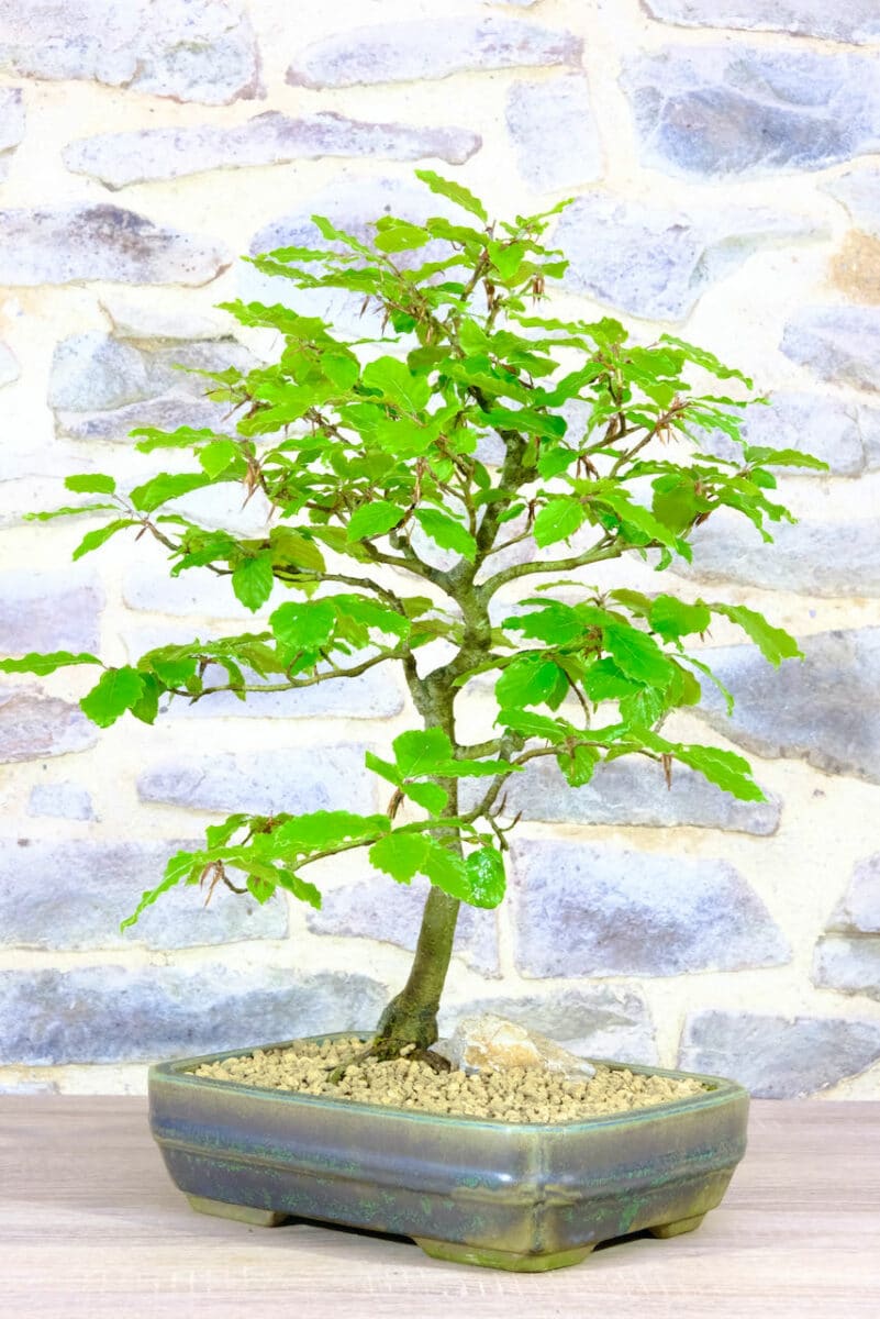 Lovely outdoor beech bonsai (fagus sylvatica) with exquisite trunk taper