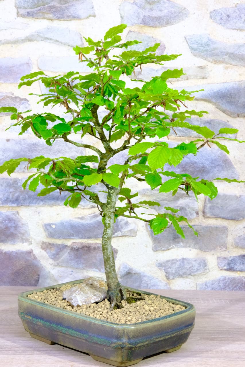 Lovely outdoor beech bonsai (fagus sylvatica) with exquisite trunk taper