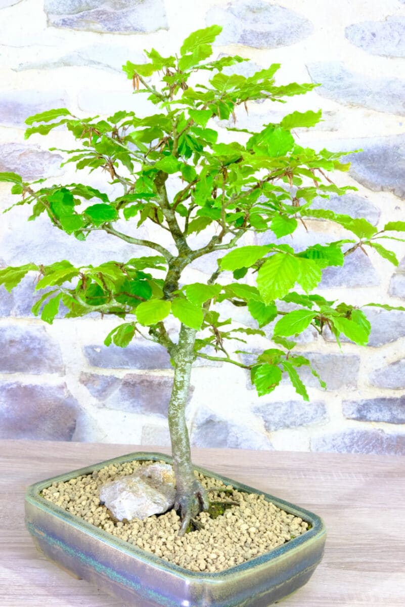 Lovely outdoor beech bonsai (fagus sylvatica) with exquisite trunk taper