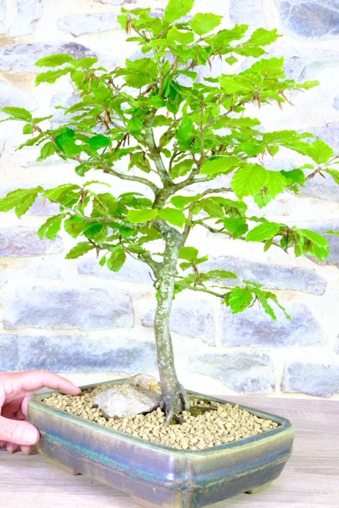 Lovely outdoor beech bonsai (fagus sylvatica) with exquisite trunk taper