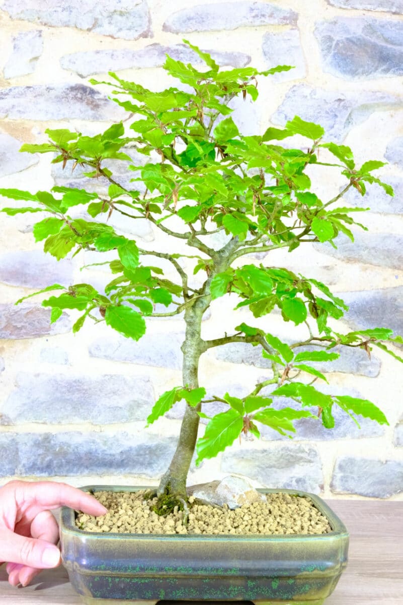 Lovely outdoor beech bonsai (fagus sylvatica) with exquisite trunk taper