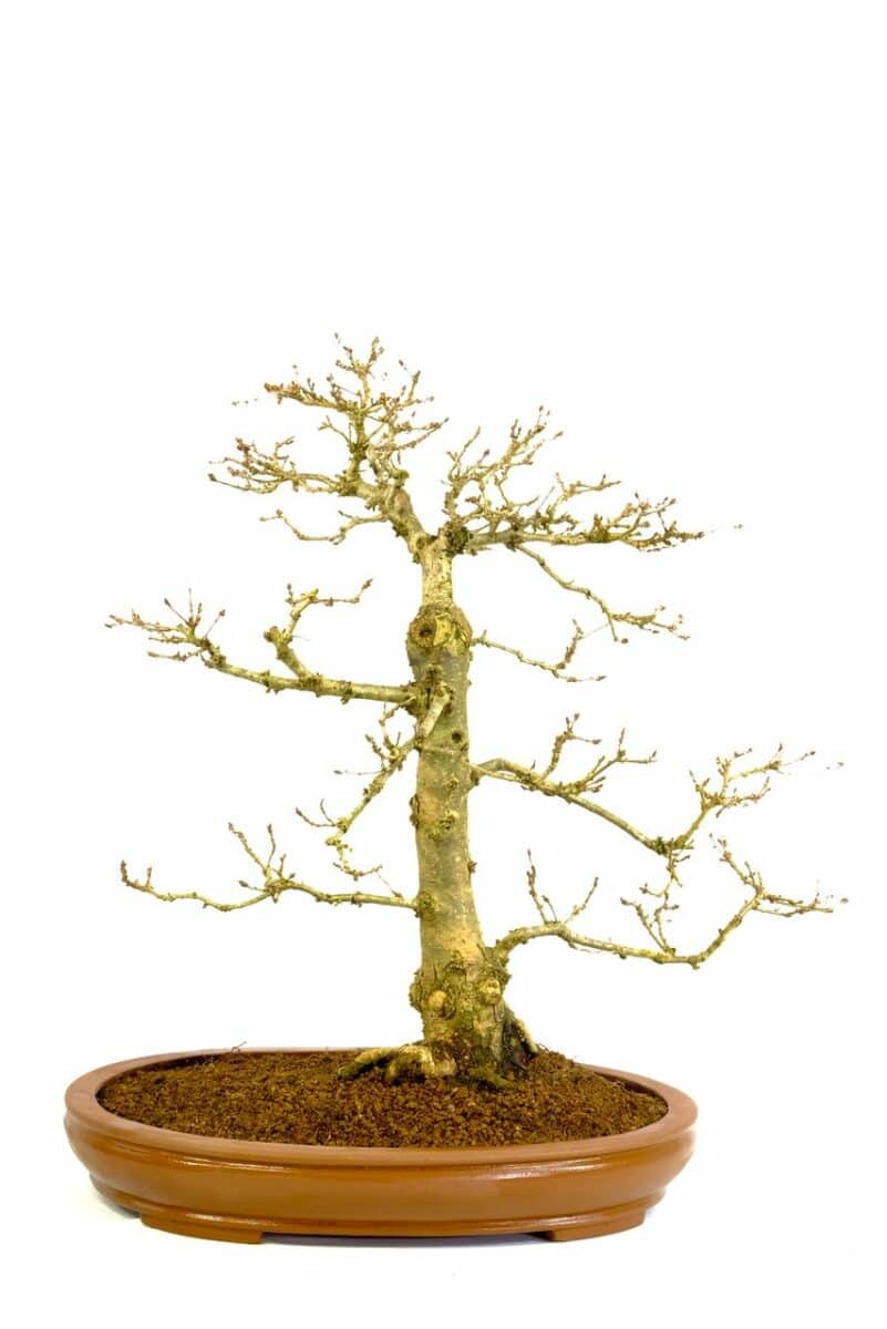 Bonsai Oak Tree for Sale | 33 year old Specimen English Oak