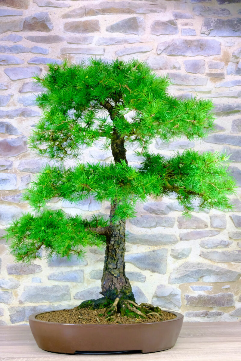 European Larch Bonsai - Huge Specimen for sale UK