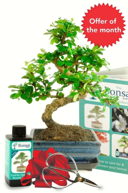 Monthly Outstanding Offer! Flowering Twisty Fukien Tea Tree Kit