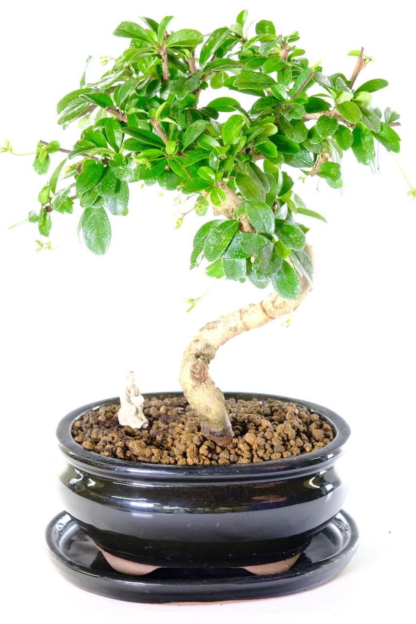 Flowering Bonsai | Twisty S-Shaped Fukien Tea Tree