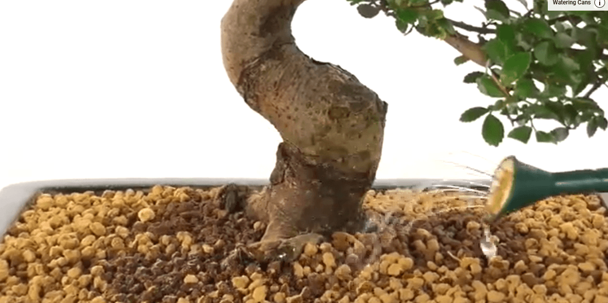 Watering issues in indoor bonsai