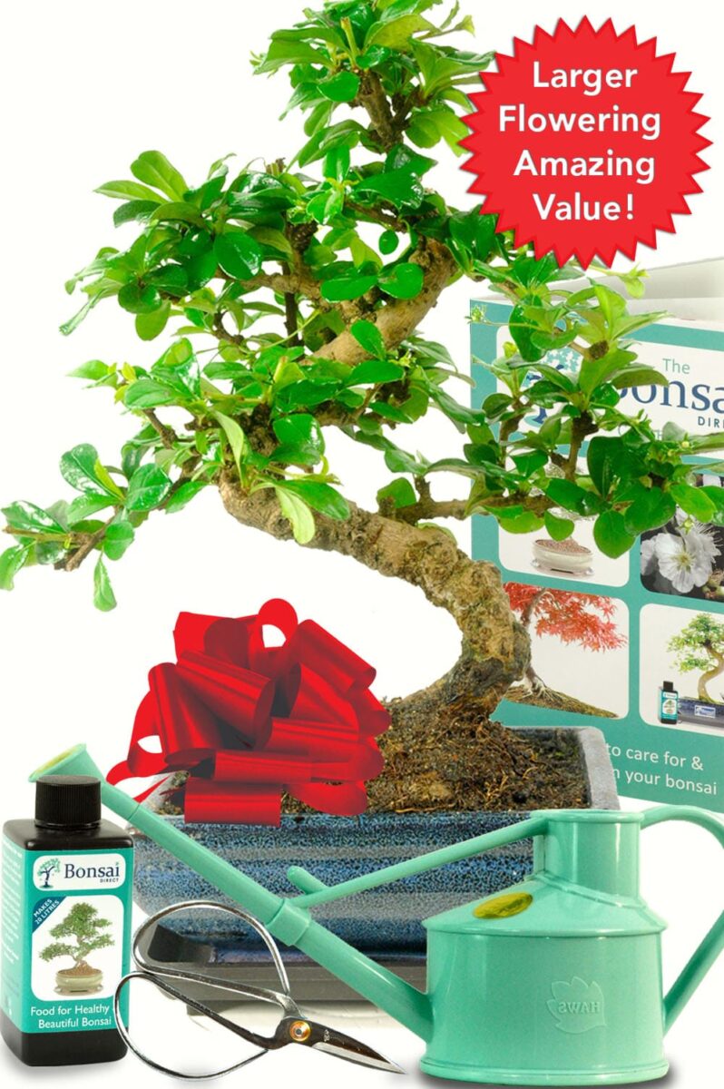 Ultimate Beginners Kit! Twisty Flowering Tea Tree Bonsai Kit