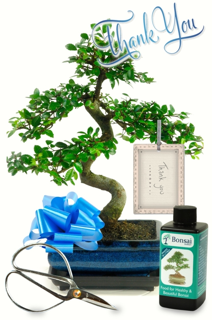 Thank You Tree - Chinese Elm Bonsai Gift with Care Kit