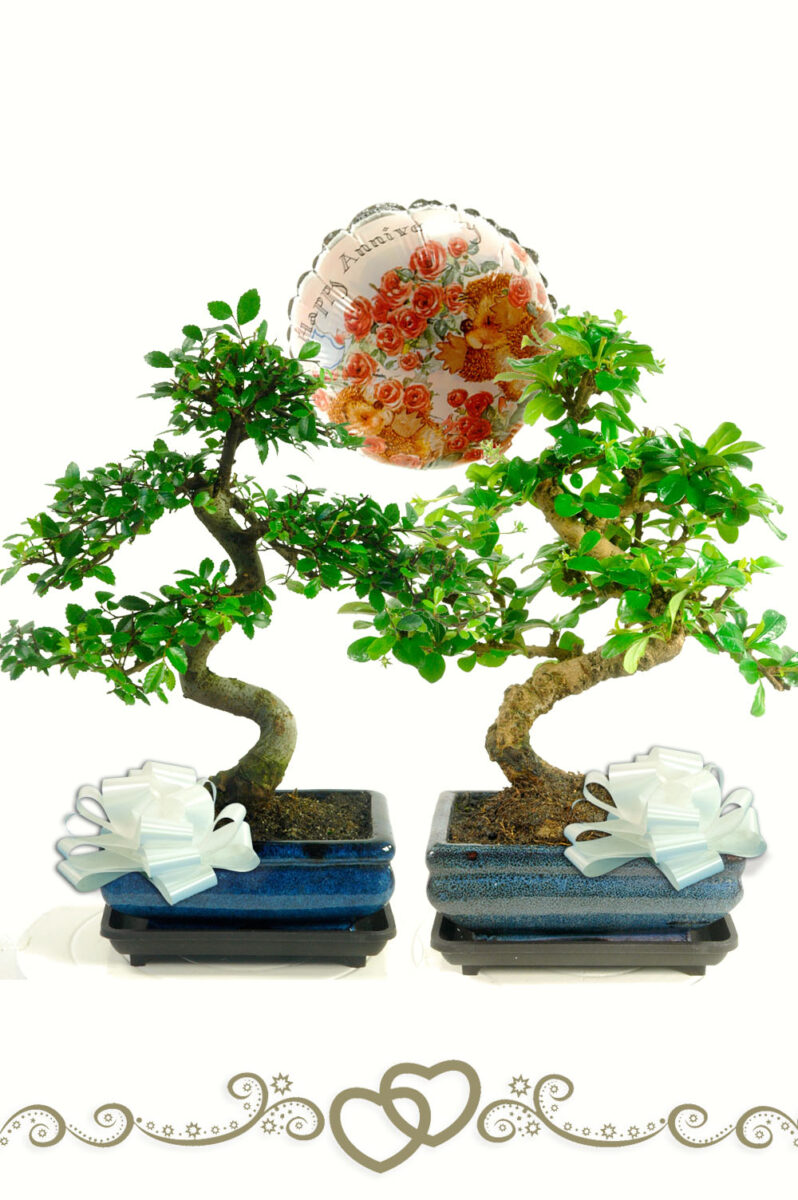 Unique Anniversary Gifts for Couples | Perfect together Bonsai
