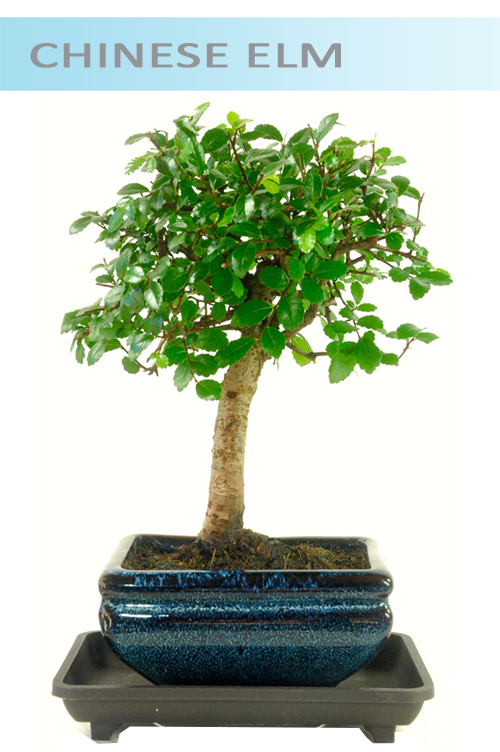 Baby Chinese Elm - Pruning