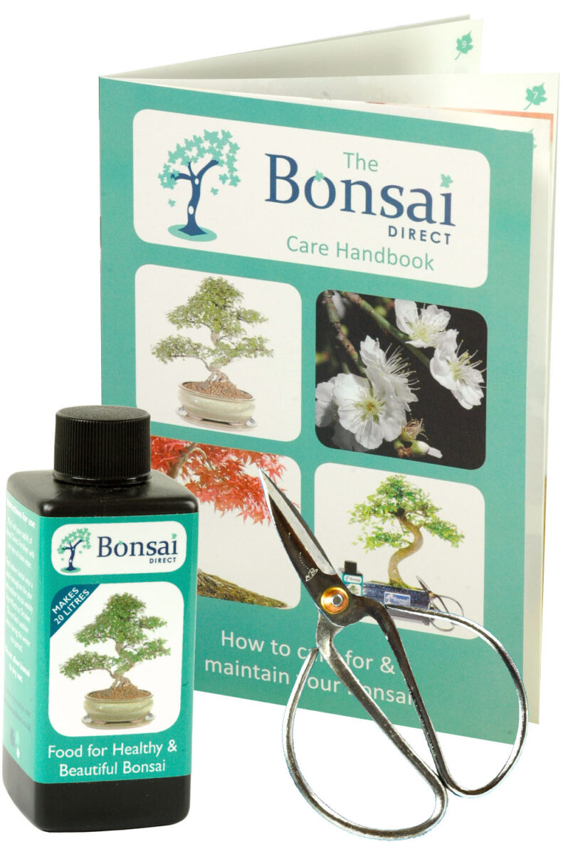 Grow Your Own Bonsai Tree | Beginners Indoor Bonsai Kits