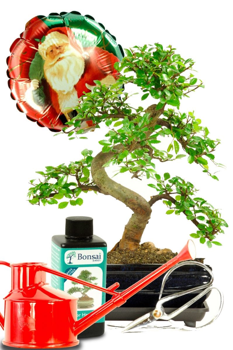 Season's Greetings Indoor Bonsai Gift Set