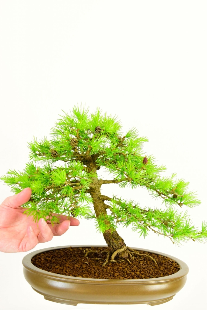 Larch Bonsai Tree - Specimen Bonsai with Phenomenal Design