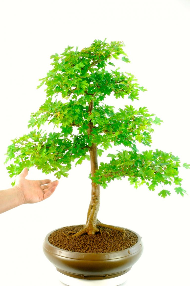 Field Maple Bonsai - Extra Large Specimen