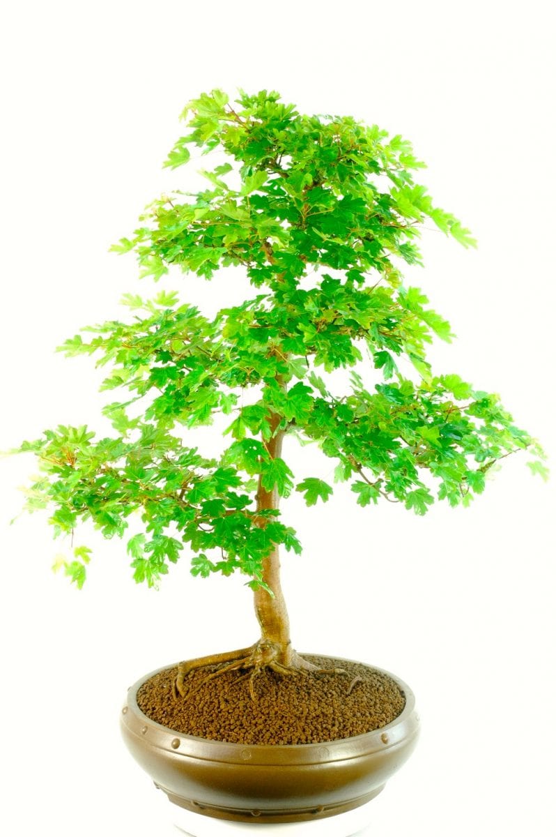 Field Maple Bonsai - Extra Large Specimen