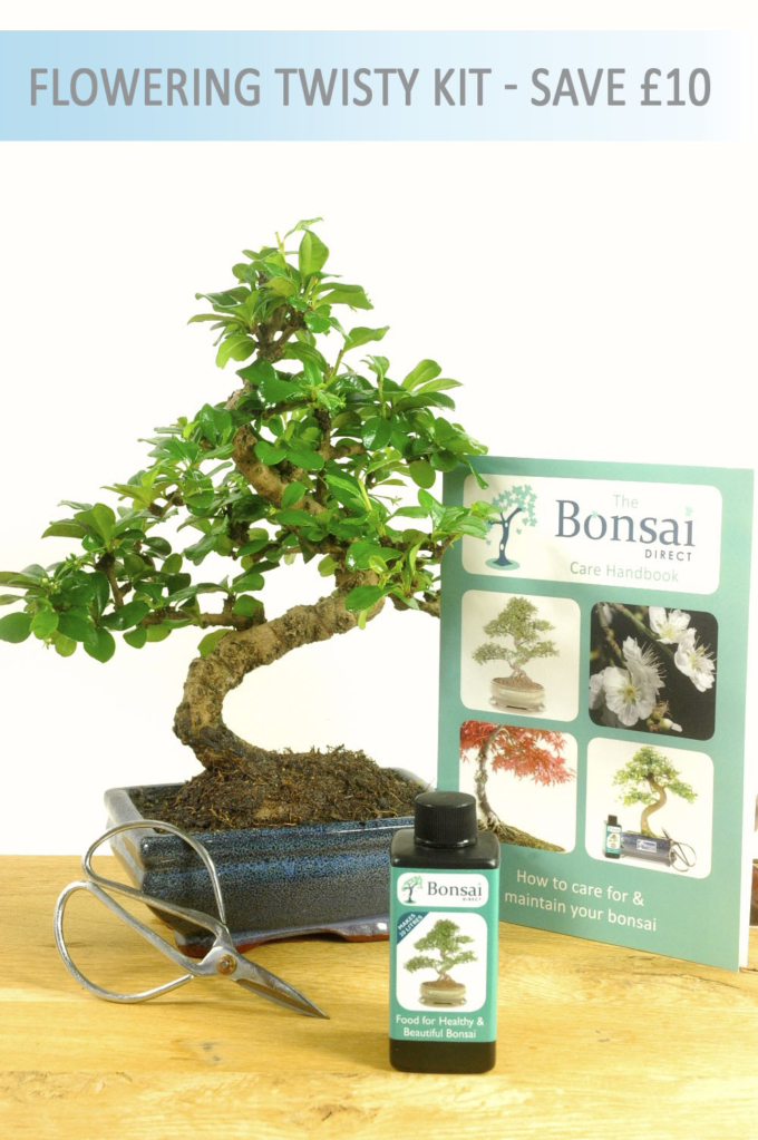 Oriental Tea Tree (Flowering) Indoor Bonsai Trees (Carmona microphylla)