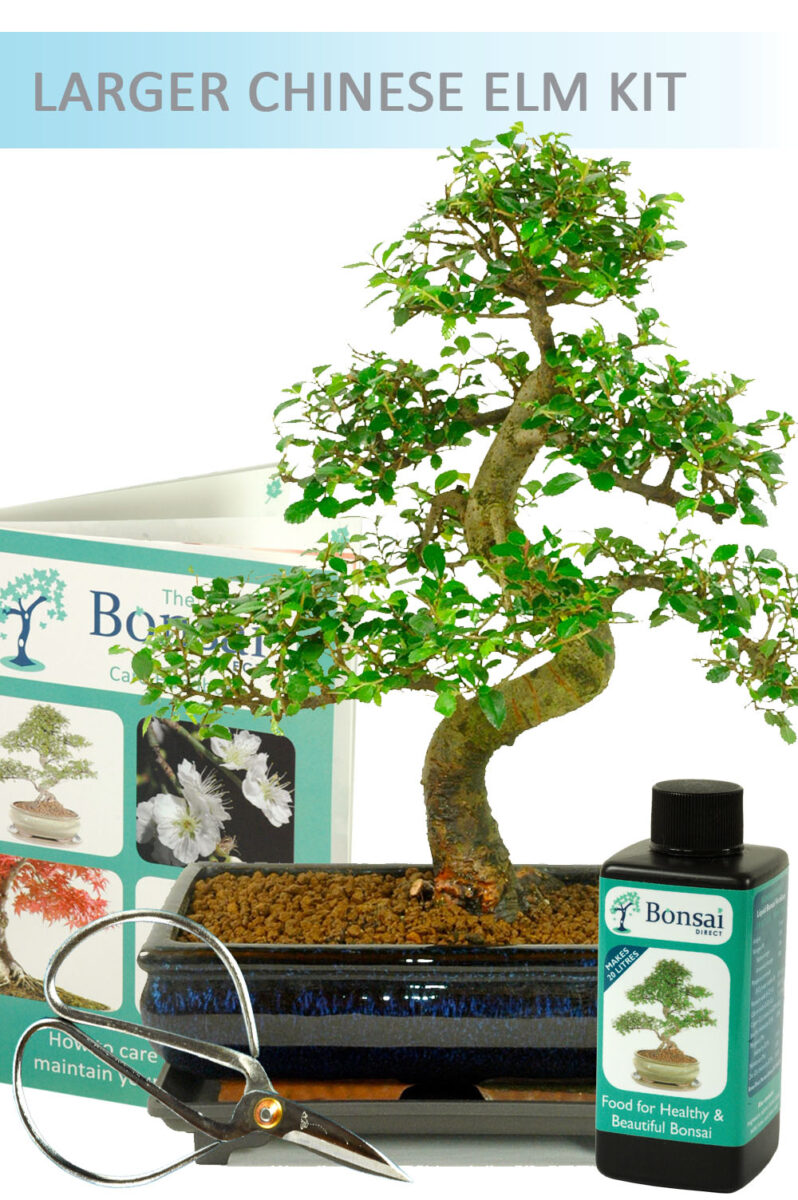 Grow Your Own Bonsai Tree | Beginners Indoor Bonsai Kits