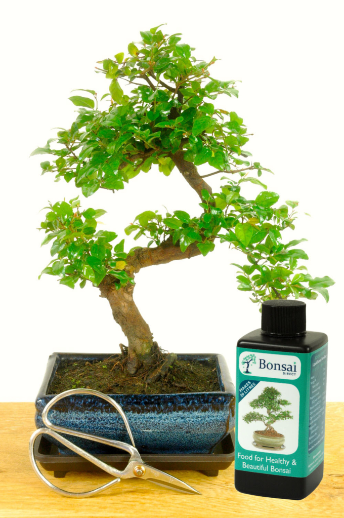 Fruiting Bonsai Tree - Indoor Sweet Plum Bonsai Kit on a budget