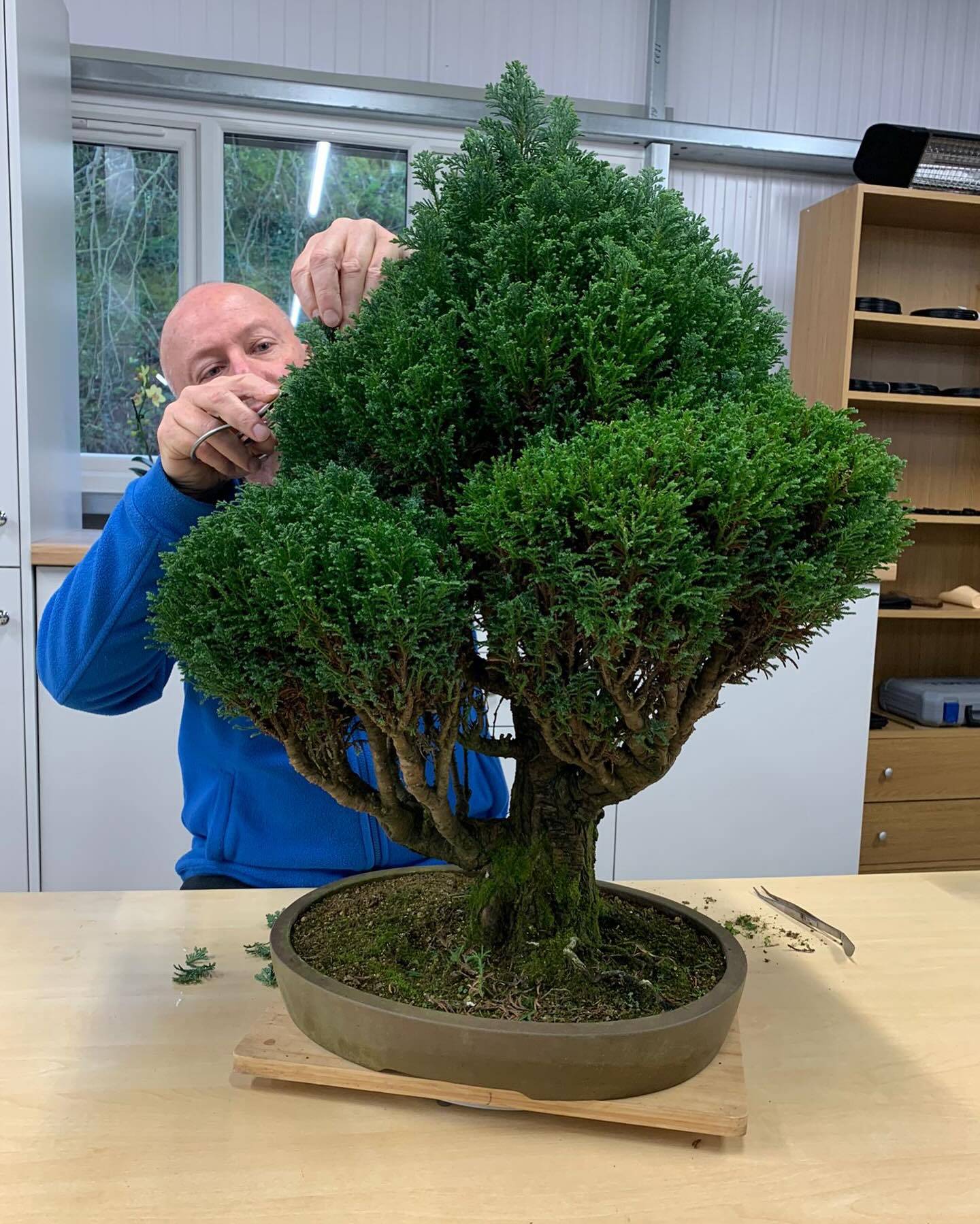 Pruning Bonsai | How Do I Prune My Bonsai Tree?