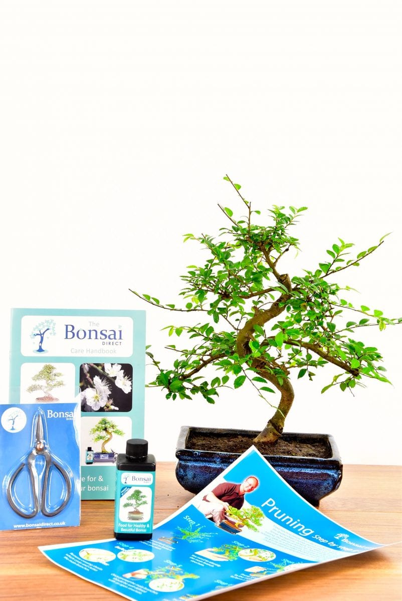 Bonsai Tree Pruning Kit | Medium Sized Kit & Step-by-Step Guide