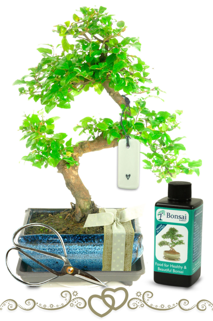 Wood Anniversary Gifts | Bonsai Gift with accessories & heart