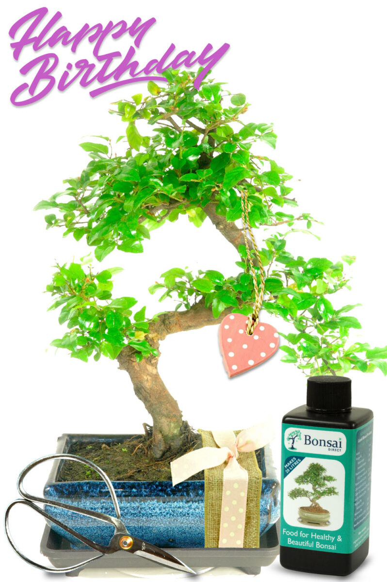 Natural Gifts for Her - Chinese Sweet Plum Bonsai Birthday Gift