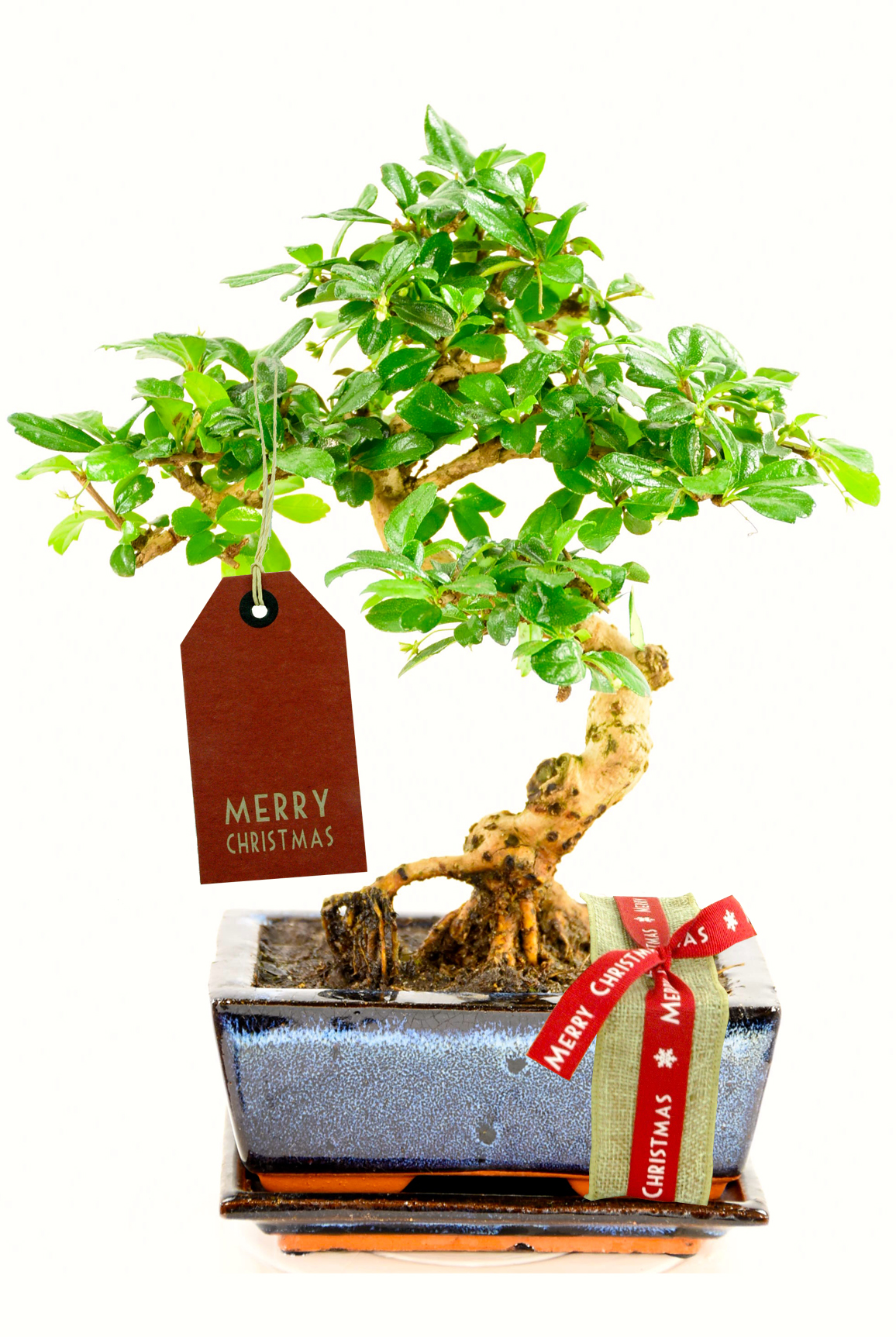 Carmona Flowering Twisty Tea Tree Bonsai