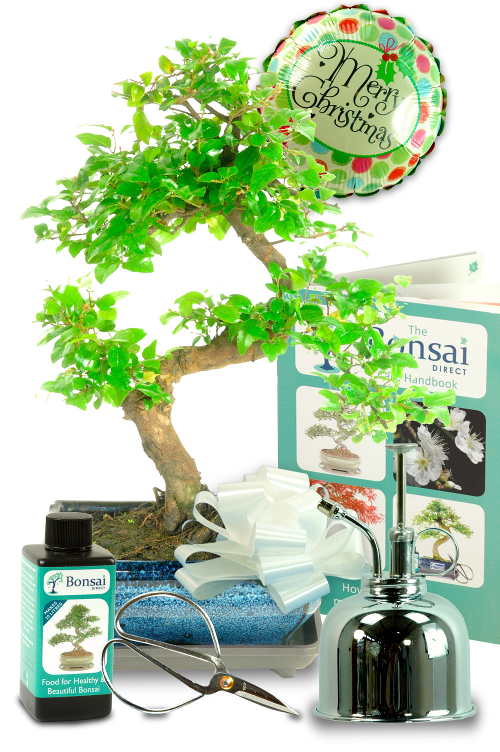 Bonsai Christmas Tree - Chinese Sweet Plum Bonsai Gift