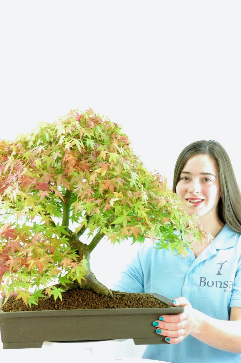 Outstanding Specimen Japanese Maple Bonsai (Acer palmatum)