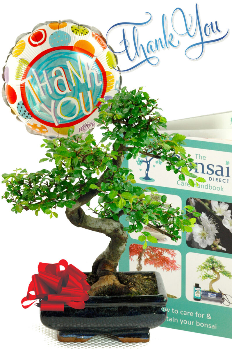 Stunning 'Thank You' Tree - Chinese Elm Bonsai Gift