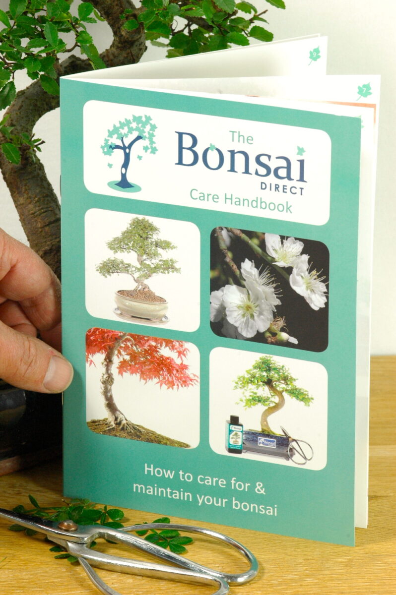 Watering Bonsai Trees | Expert Tips for Healthy Growth