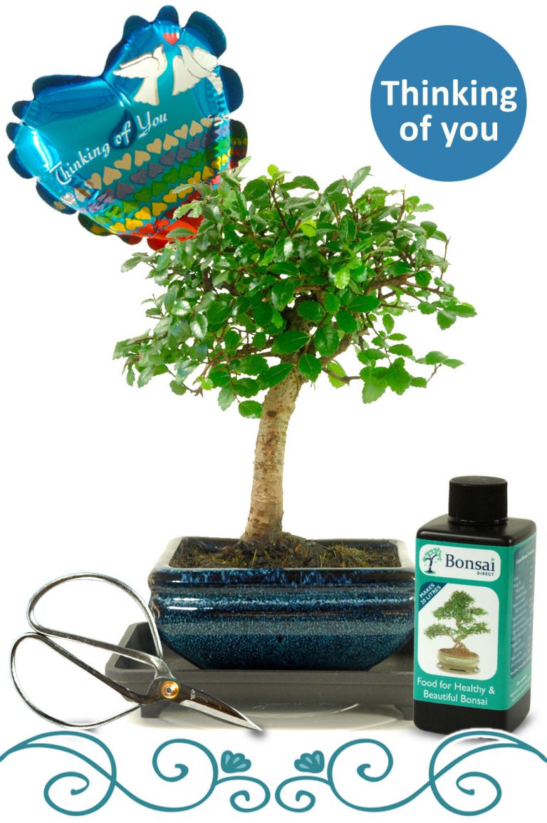 Sympathy Bonsai Tree Gifts | Sensational Bereavement Tree Gifts