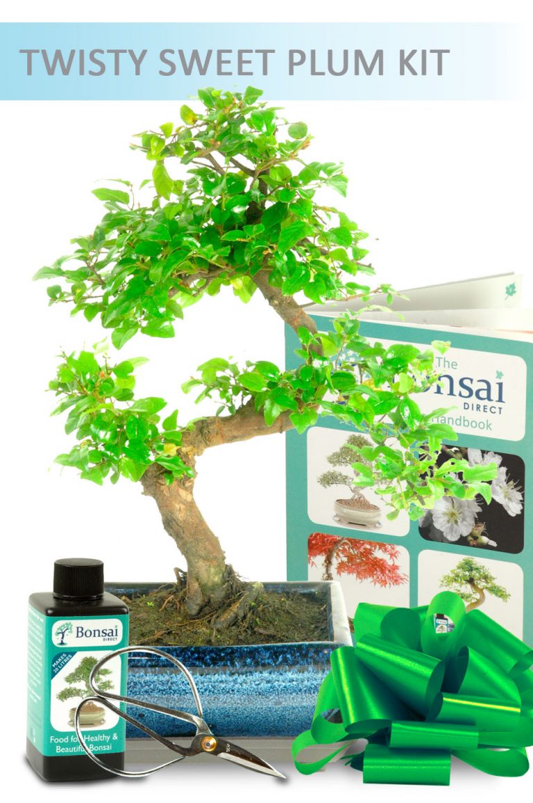 Grow Your Own Bonsai Tree | Beginners Indoor Bonsai Kits