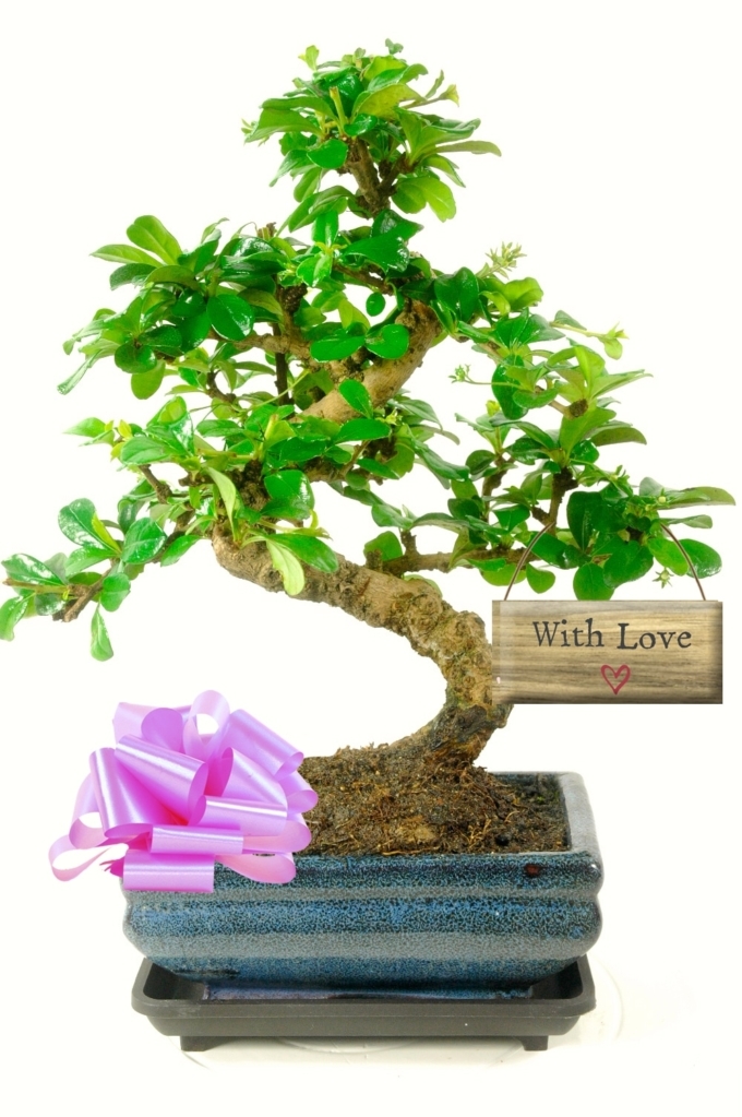 With love for her gift- Beautiful Flowering Bonsai Tree Gift