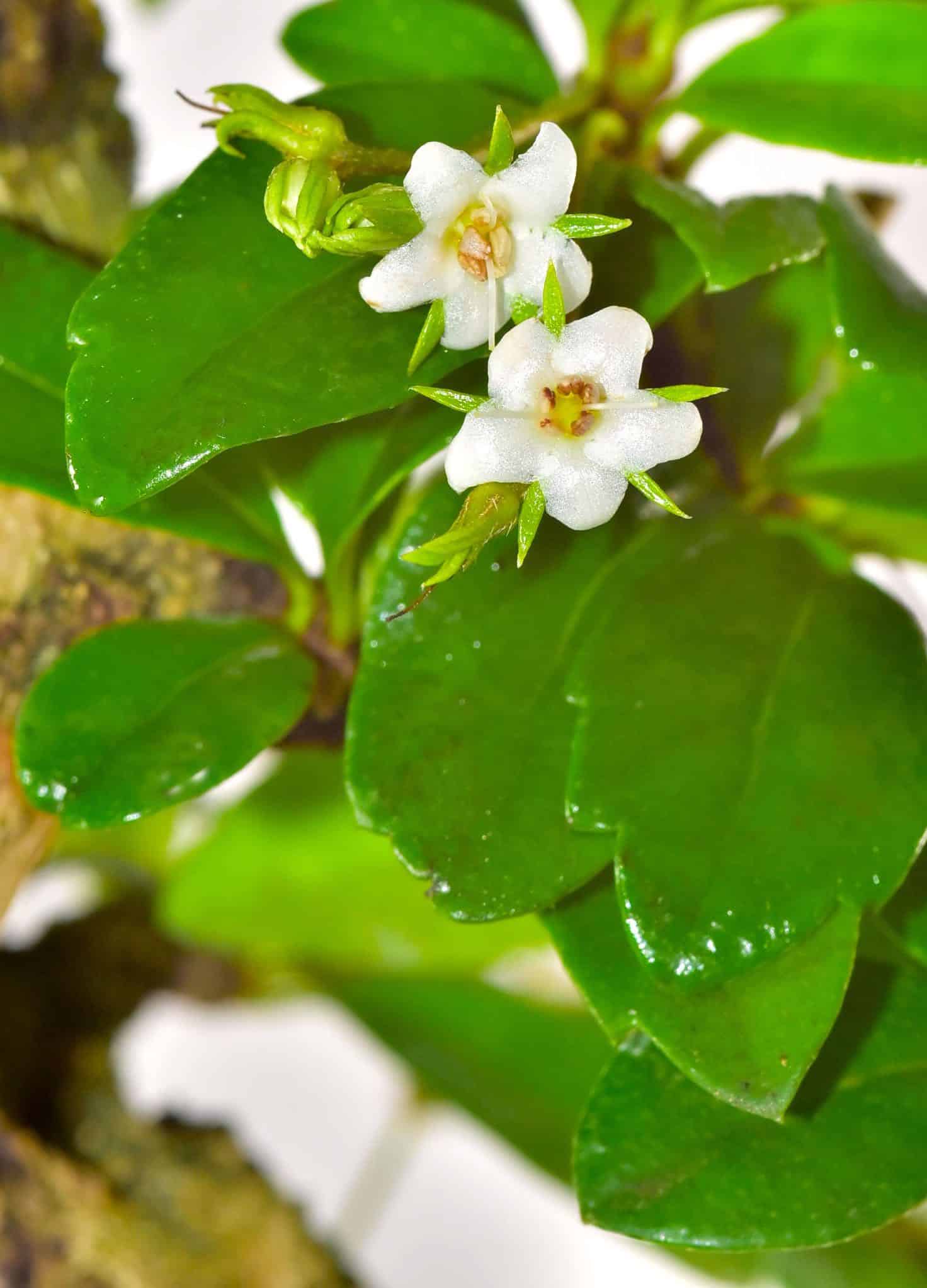 Oriental Tea Tree - Small White Flowers - Bonsai Trees for Sale UK
