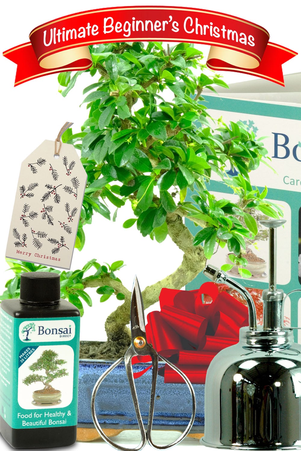 Christmas Plant Gift | Ultimate Bonsai Tree Kit - Larger Size