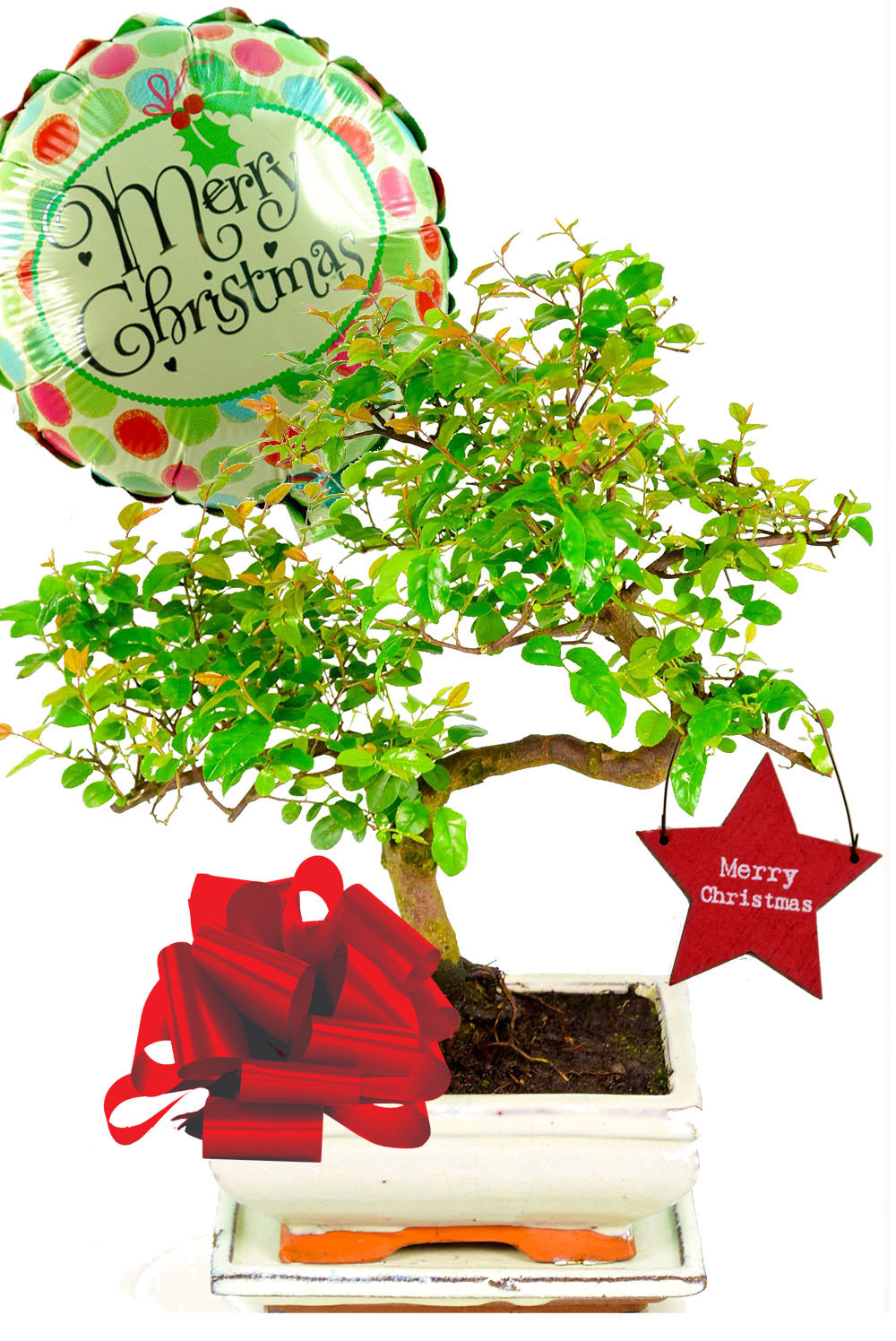 Christmas Bonsai Gifts from Bonsai Trees for Sale UK . The perfect present